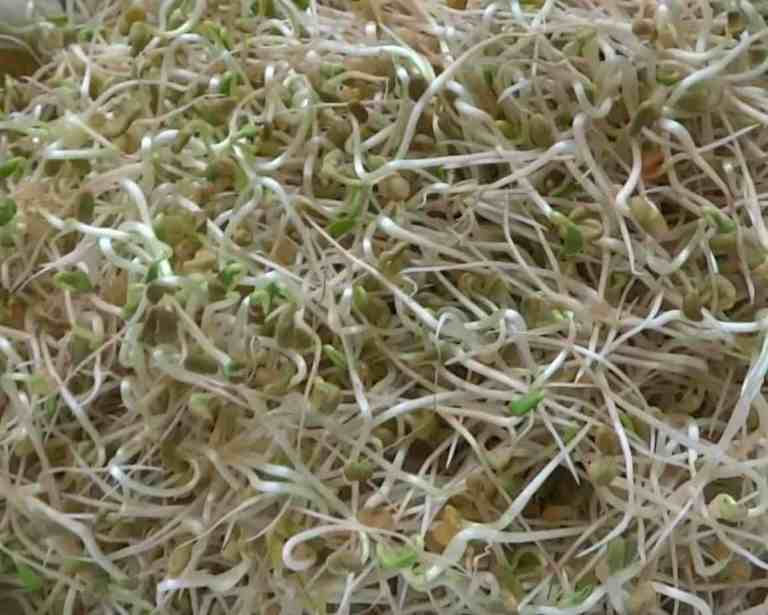 13 meilleures graines pour la germination - walloniesanspesticides.com