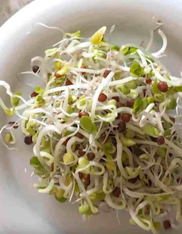 13 meilleures graines pour la germination - walloniesanspesticides.com